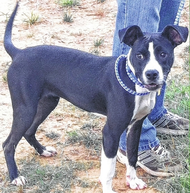 Daisy is ‘Pet of the Week’ | Newberry Observer