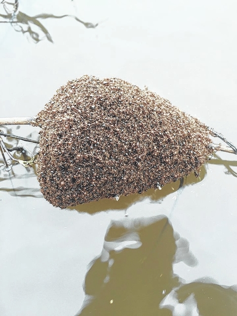 Clemson documents impact of drought, historic flood on farmers ...