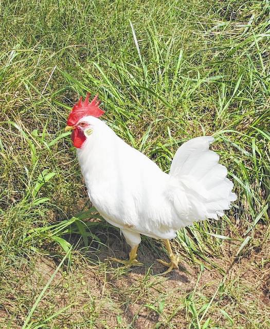 Poultry come to terms with the eclipse | Newberry Observer